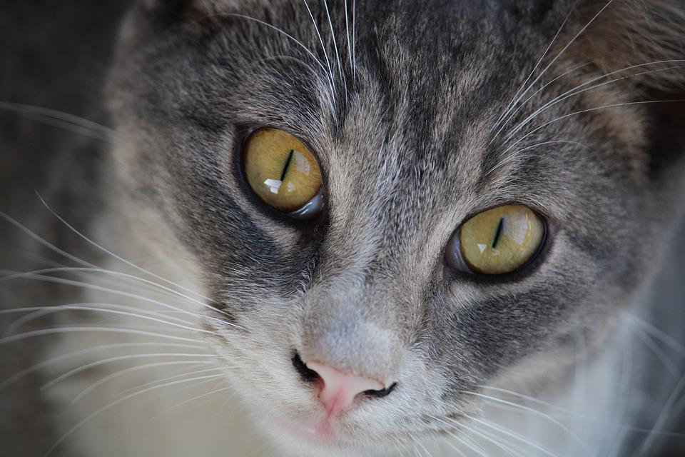 Stephens County Humane Society